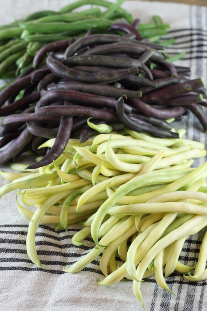 Dilly Beans – One Vanilla Bean